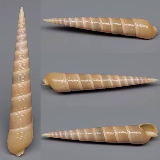 shellauction.net :: Terebra sp. - 3843859