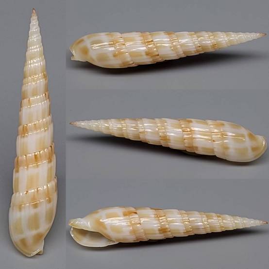 shellauction.net :: Terebra sp. - 3843861