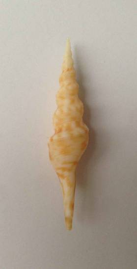 shellauction.net :: Zemacies queenslandica - 3843865