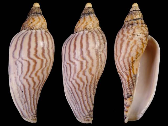 shellauction.net :: Fulgoraria politohumerosa - 3843997