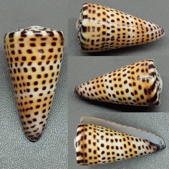 shellauction.net :: Conus litteratus - 3844057