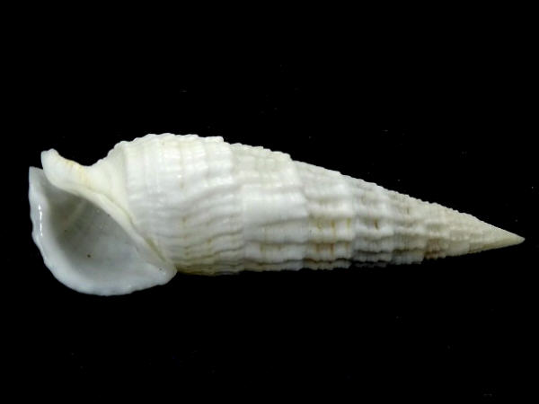 shellauction.net :: Rhinoclavis aspera - 3845074