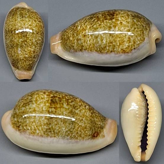 shellauction.net :: Erronea errones - 3845105