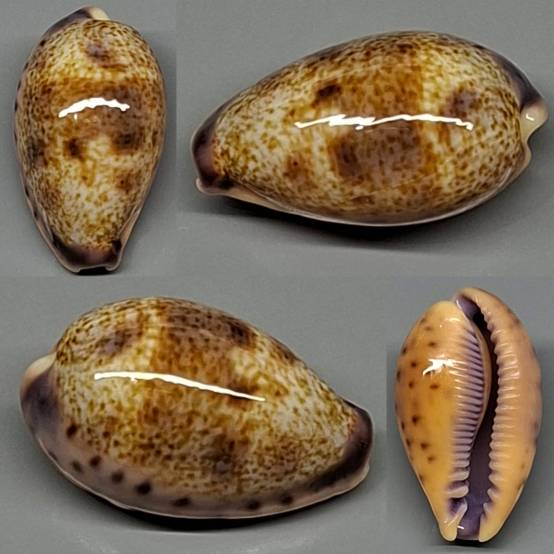 shellauction.net :: Contradusta walkeri walkeri - 3845196