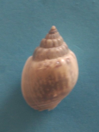 shellauction.net :: Nassarius graphiterus - 3845330
