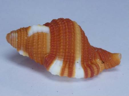 shellauction.net :: Cymatium rubeculum - 3845351