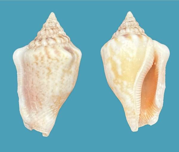 shellauction.net :: Strombus mutabilis mutabilis - 3845413