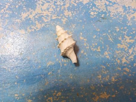 shellauction.net :: Clavatula amaliae - 3845552