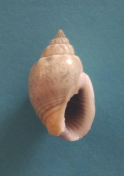 shellauction.net :: Nassarius graphiterus - 3845677
