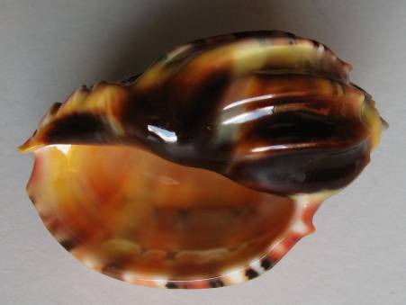 shellauction.net :: Harpa conoidalis - 3845915