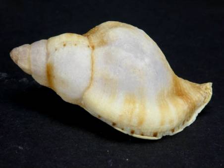 shellauction.net :: Sassia species - 3846094