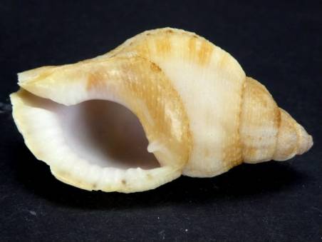 shellauction.net :: Sassia species - 3846094