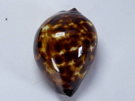 shellauction.net :: Cypraea decipiens - 3846393