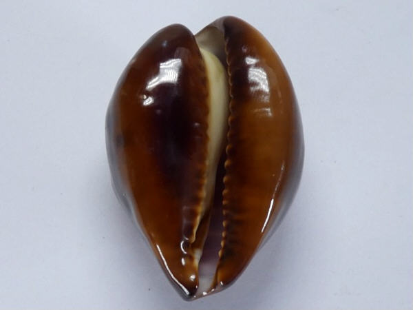 shellauction.net :: Cypraea decipiens - 3846393