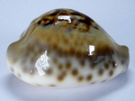 shellauction.net :: Cypraea teuleri - 3846408