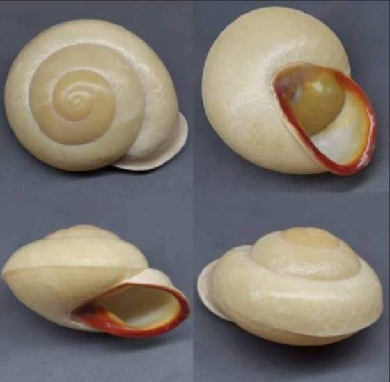 shellauction.net :: Pyrochilus pyrostoma - 3846849
