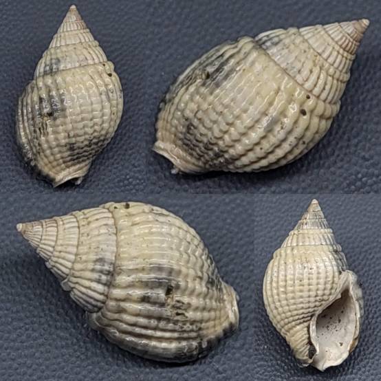 shellauction.net :: Nassarius crematus - 3846924