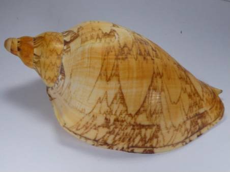 shellauction.net :: Cymbiola magnifica - 3847066