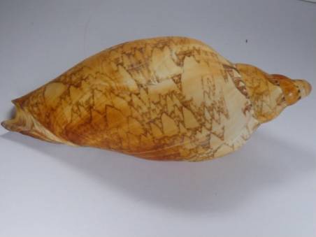 shellauction.net :: Cymbiola magnifica - 3847066
