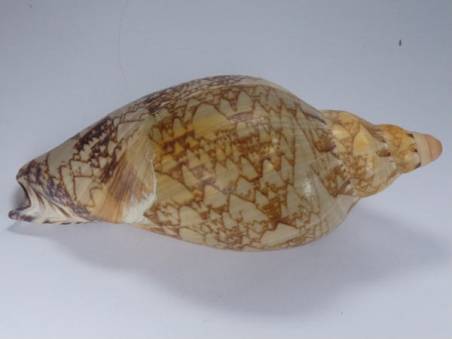 shellauction.net :: Cymbiola magnifica - 3847067