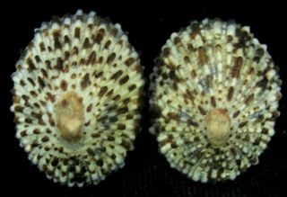 shellauction.net :: Cellana grata - 3847096