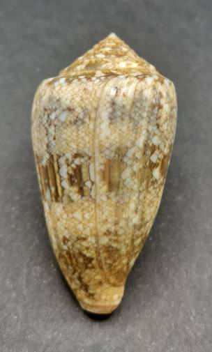 shellauction.net :: Conus victoriae - 3847237