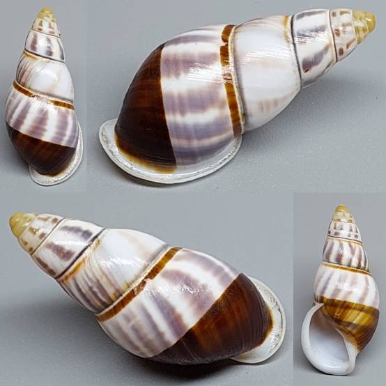 shellauction.net :: Amphidromus contrarius baaguiae - 3847290