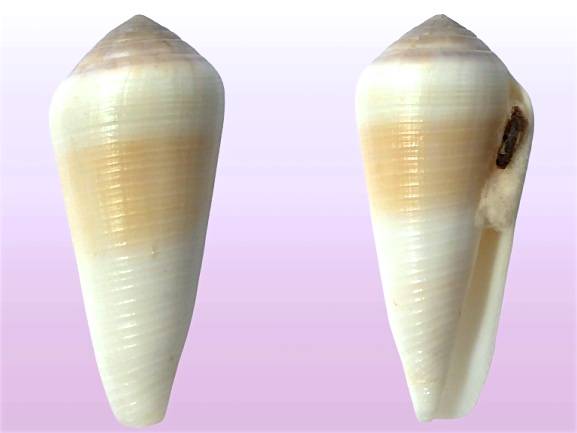 shellauction.net :: Conus terebra - 3847292