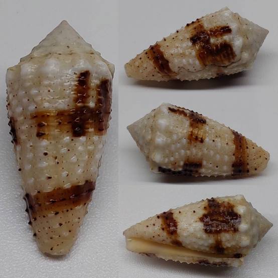 shellauction.net :: Conus varius - 3847764