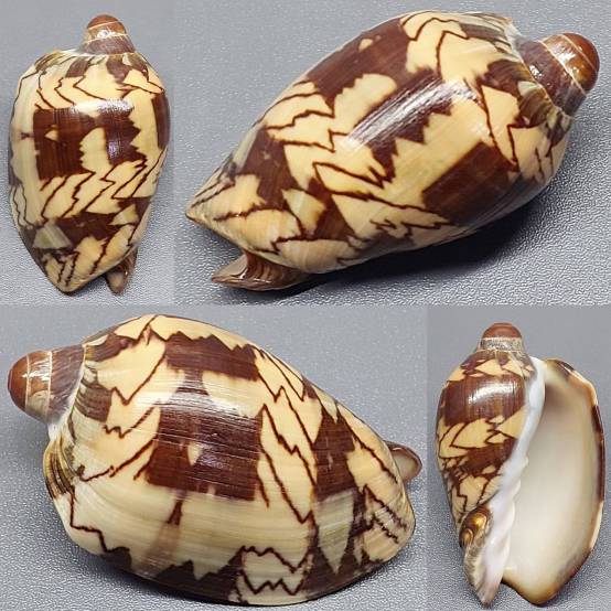 shellauction.net :: Cymbiola nobilis - 3848296