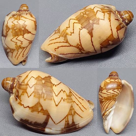 shellauction.net :: Cymbiola nobilis - 3848298