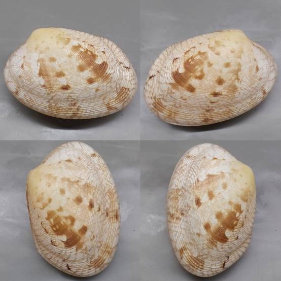 shellauction.net :: Paphia crassisulca - 3848689