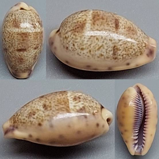 shellauction.net :: Contradusta walkeri - 3848713