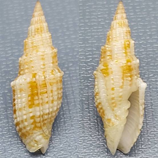 shellauction.net :: Vexillum cookorum - 3848720