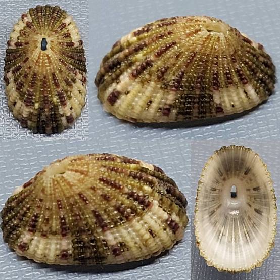shellauction.net :: Diodora cruciata - 3848757