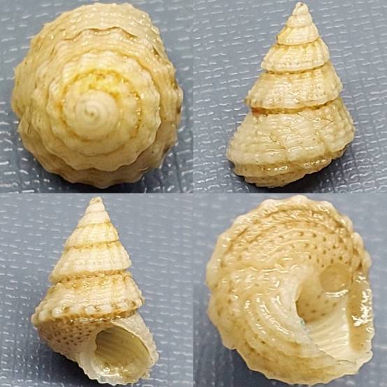 shellauction.net :: Trochus sp. - 3848759