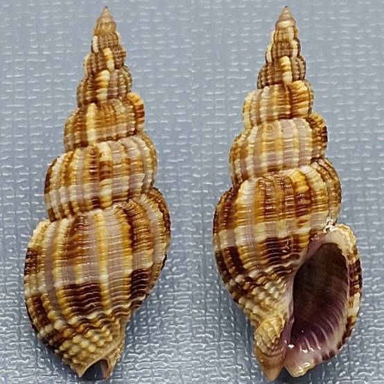 shellauction.net :: Phos roseatus - 3848800