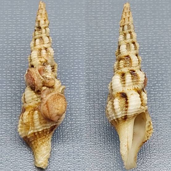 shellauction.net :: Funa latisinuata - 3848811