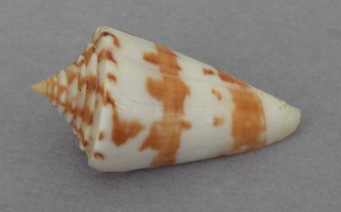 shellauction.net :: Conus eximius - 3848978