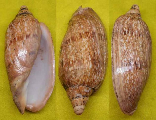 shellauction.net :: Cymbiola Innexa Marispuma innexa marispuma - 3849055