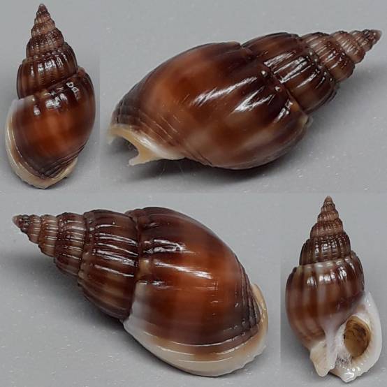 shellauction.net :: Nassarius sp. - 3849122