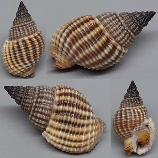 shellauction.net :: Nassarius sp. - 3849124