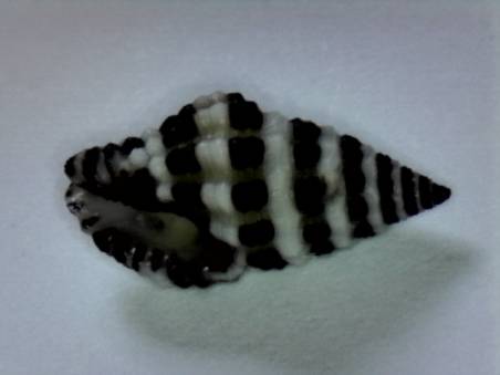 shellauction.net :: Engina species - 3849232