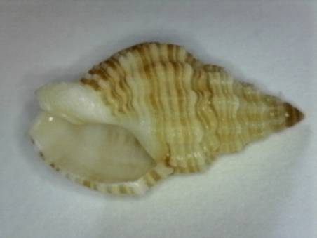 shellauction.net :: Phos species - 3849238