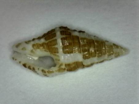 shellauction.net :: Engina species - 3849379