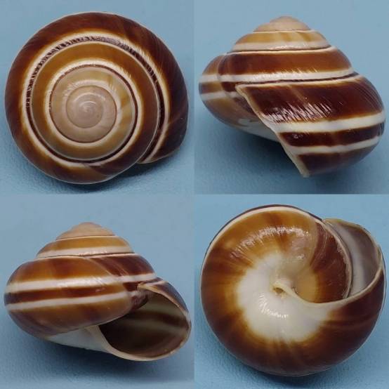 shellauction.net :: Asperitas inquinata penidae - 3849793