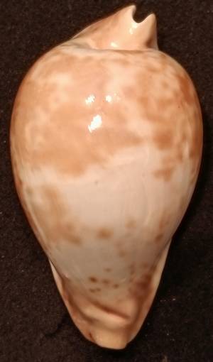 shellauction.net :: Cypraea hesitata - 3849940