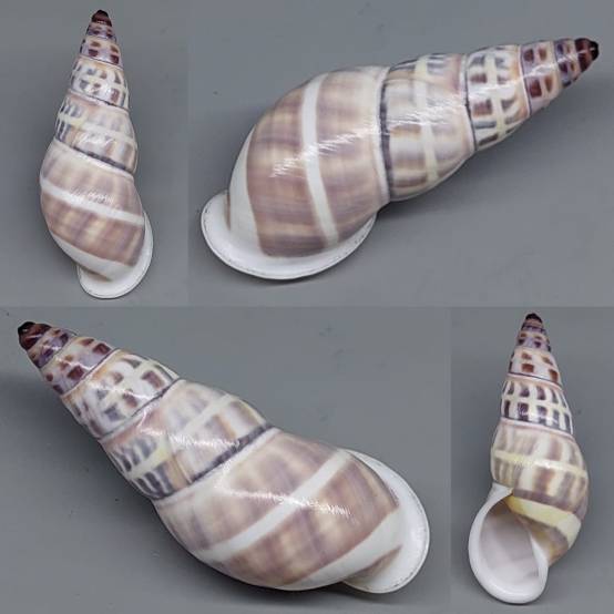 shellauction.net :: Amphidromus contrarius baague - 3850111
