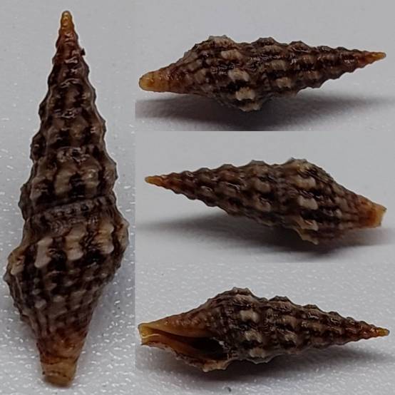 shellauction.net :: Funa laterculoides - 3850184