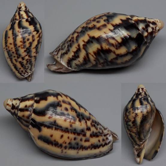 shellauction.net :: Cymbiola flavicans - 3850470